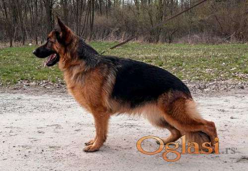 Nemački ovčar ženka