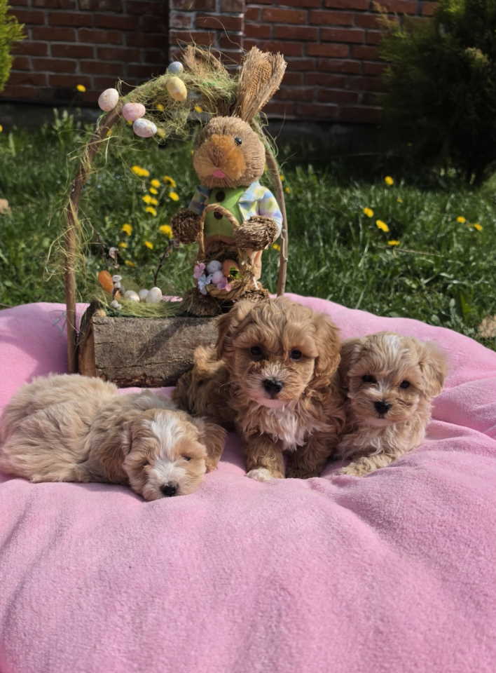 Predstavljamo vam novo leglo bebica maltipoo