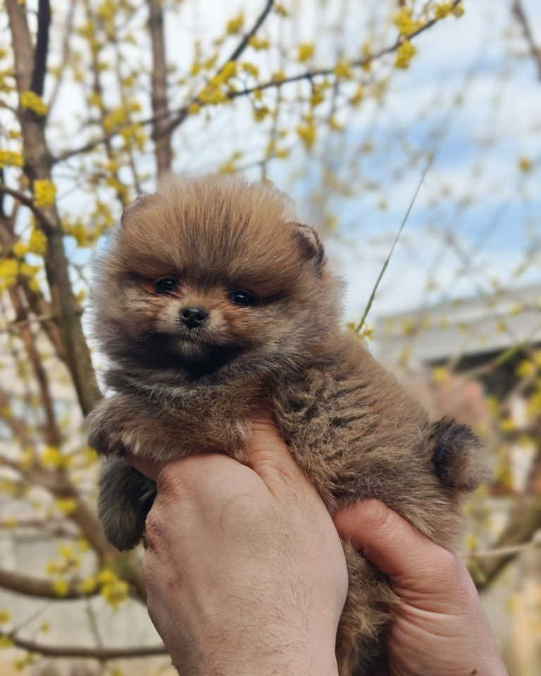 Stenci pomeranca prelepog krzna i izuzetno sitne građe