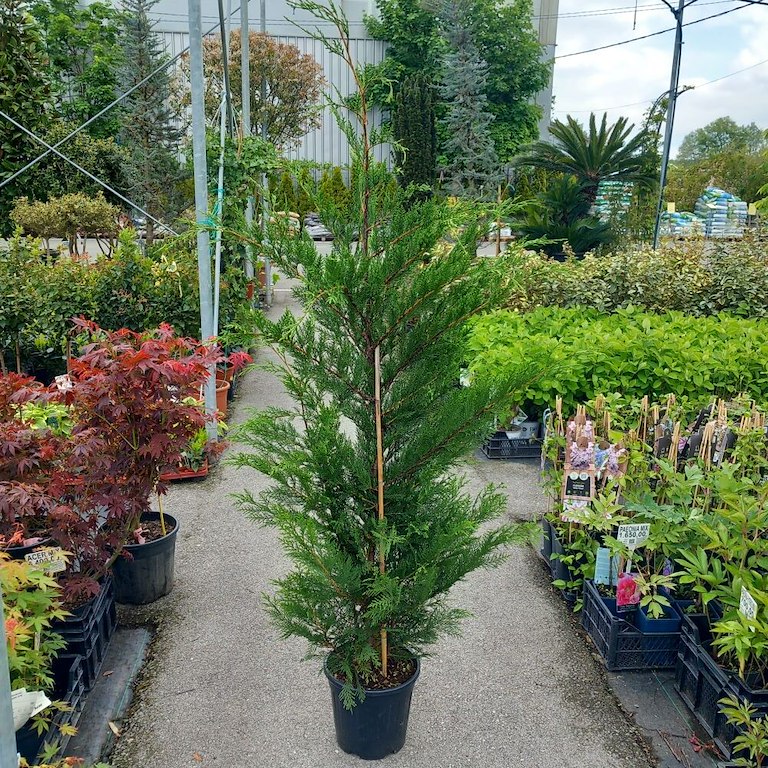 Cupressocyparis leylandii 150-180 cm
