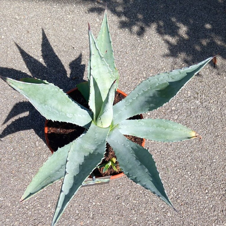 Agave americana 60 cm