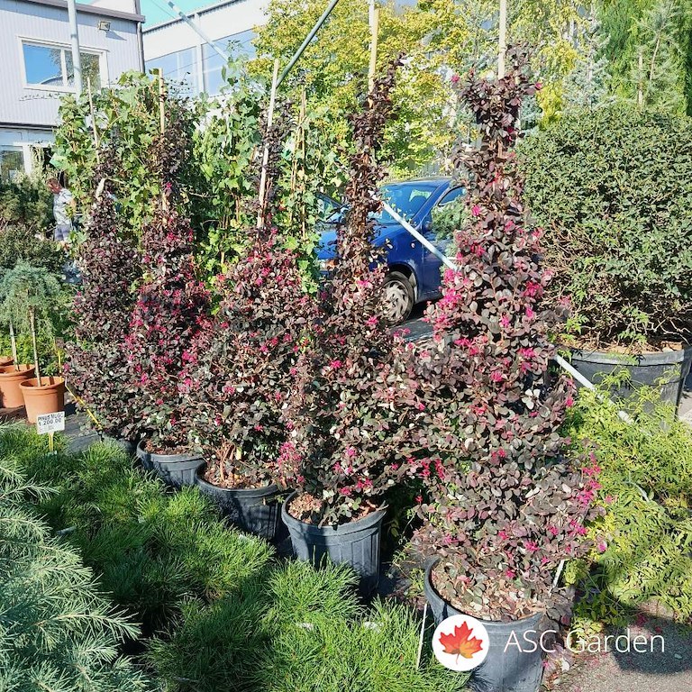 Loropetalum chinense Black Pearl 200 cm