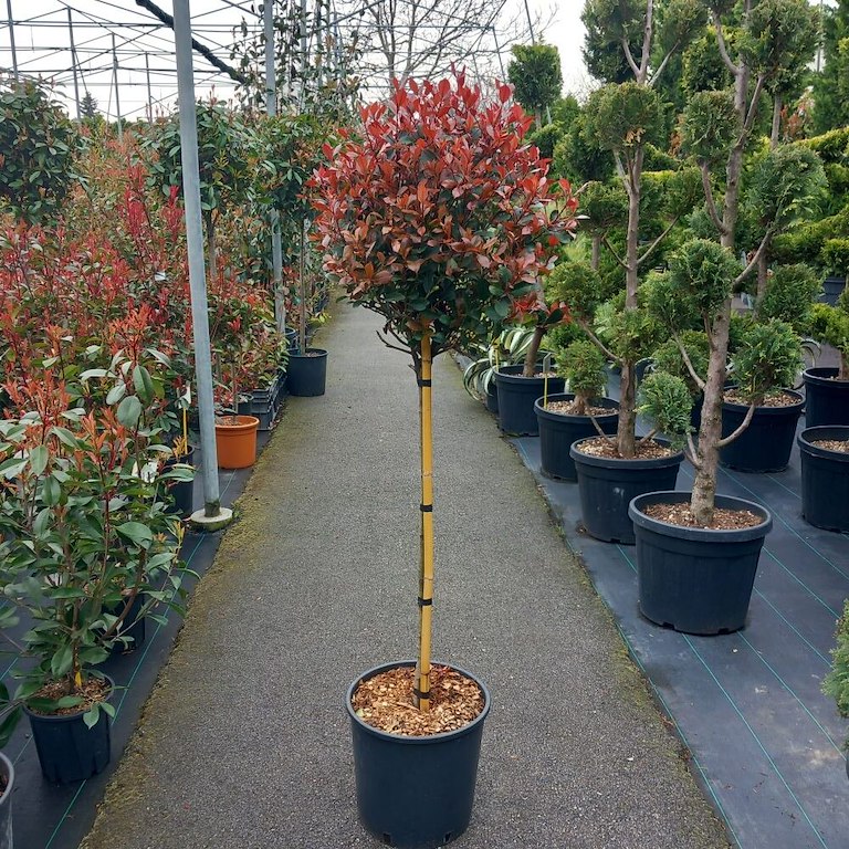 Photinia fraseri Carre rouge 160 cm