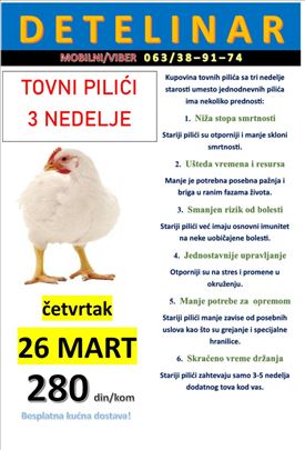 Tovni pilici starosti tri nedelje