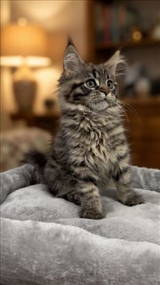 Divna Maine Coon zena