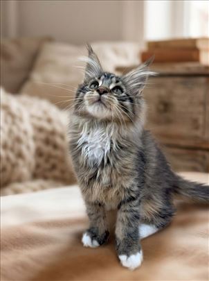 Fantasticna Maine Coon zenaka