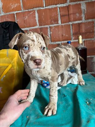 Pit bul terijer, štene