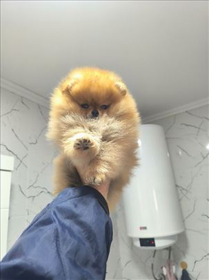 Pomeranac BOO