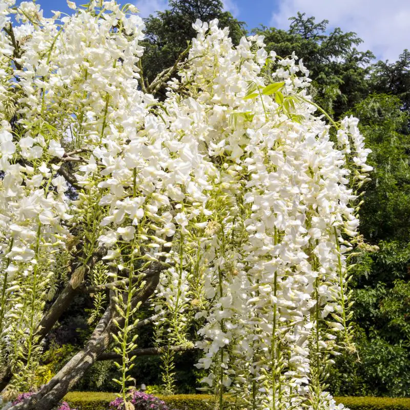 Visterija Snežni pljusak