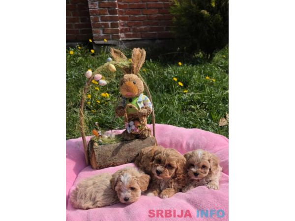 Predstavljamo vam novo leglo bebica maltipoo