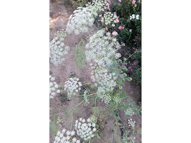 Ammi Majus, ukrasna šargarepa, seme