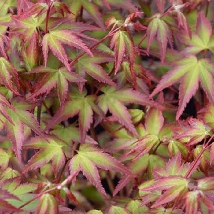 Acer Palmatum Murasaki Kiyohime - Patuljasti Japanski Javor