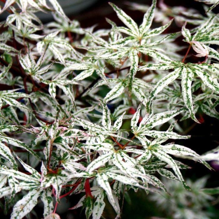 Acer Palmatum Ukigumo - Šarenolisni Japanski Javor