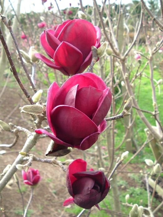 Magnolia Genie - Tamno Ljubičasta Magnolija