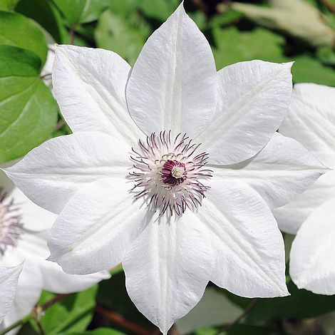 Clematis Snow Queen - Klematis