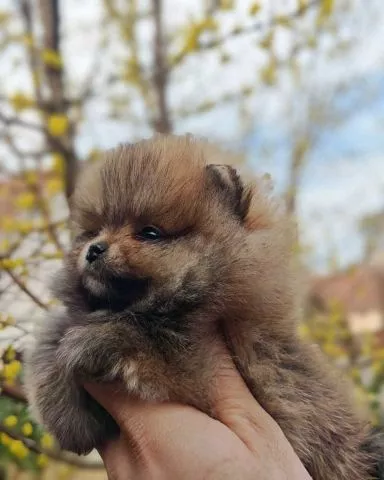 Stenci pomeranca prelepog krzna i izuzetno sitne građe