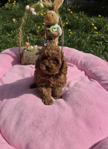 TOY PUDLE NOVE BEBICE