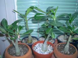 ADENIUM OBESUM / biljka