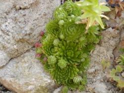 Cuvarkuca - Sempervivum tectorum