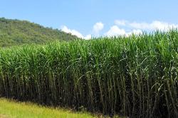 Šećerna Trska - Saccharum officinarum (25 semenki) Sugar Cane