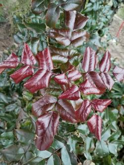 Mahonia aquifolium