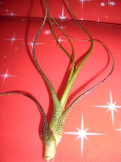 Tillandsia butzii