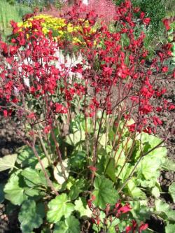 Heuchera sanguinea Leuchtkaefer