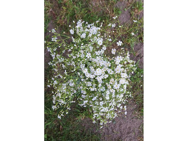 Gypsophila elegance, šlajer jednogodišnji