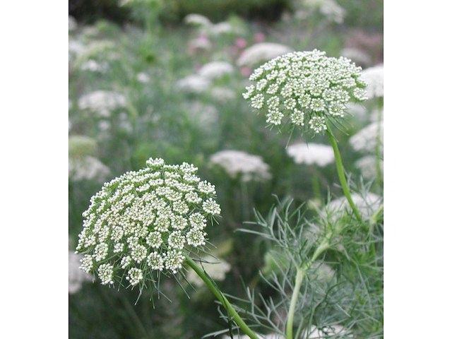 Ammi visnaga, zelena magla, ukrasna šargarepa, seme