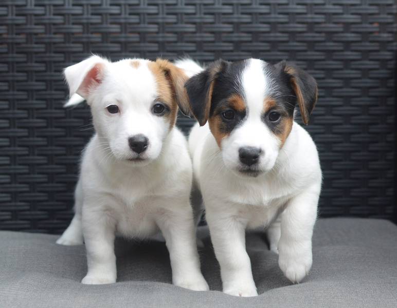 Džek rasel terijer- Jack Russell terrier