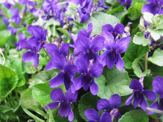 Ljubičica - Viola Odorata (100 semenki)