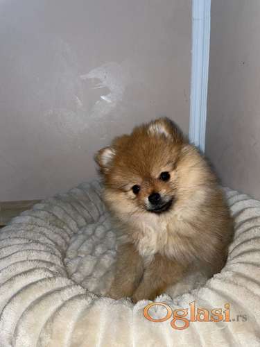 Pomeranian BOO