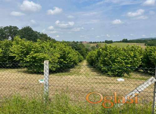 Imanje sa zasadom lešnika – Donje Nedeljice