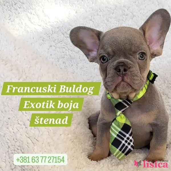 Francuski Bulldog štenci exotik boja