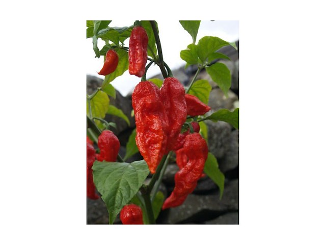 Chilli Bhut Jolokia RED - CRVENA (25 semenki)