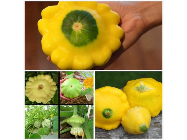 Patišon Yellow Bush Scallop (20 semenki) Patty Pan
