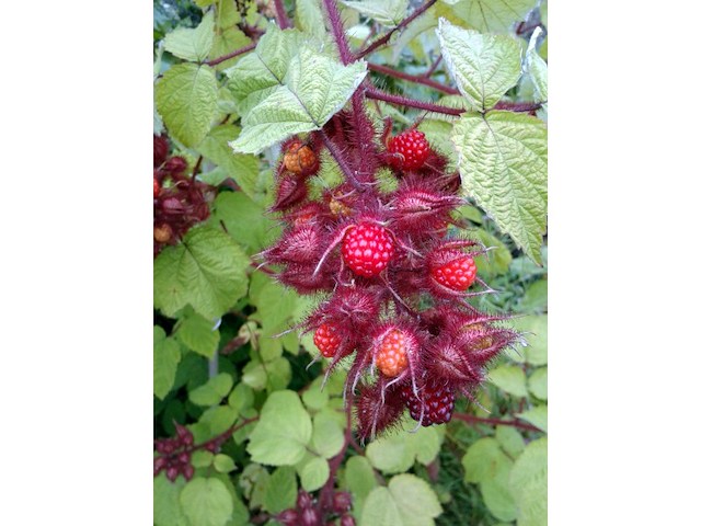 Japanska vinska malina (50 semenki) Japanese wineberry