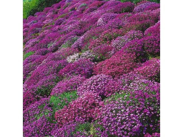 JASTUČAC ROZE(Aubretia deltoidea ) - 70 SEMENA