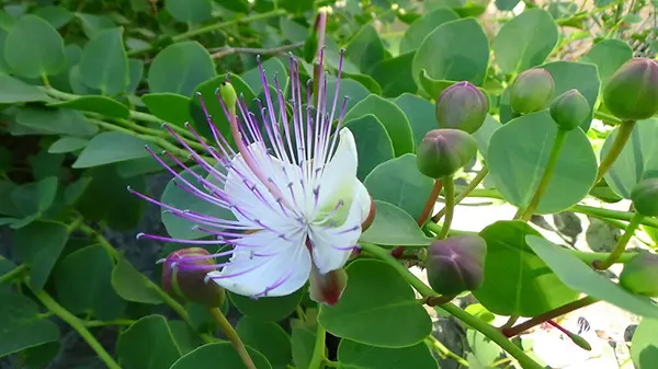 Začinsko bilje Kapar - seme 5 kesica Villager 003517