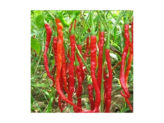 Chilli Cayenne long slim Red - crveni (25 semenki)