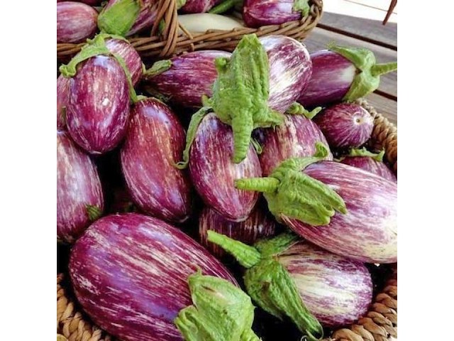 Patlidžan Listada de Gandia (100 semenki) Aubergine