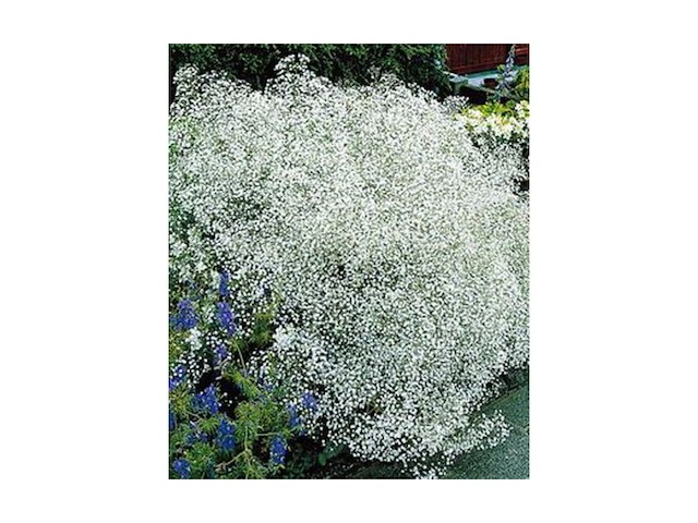 Šlajer Beli (600 semenki) Gypsophila Paniculata