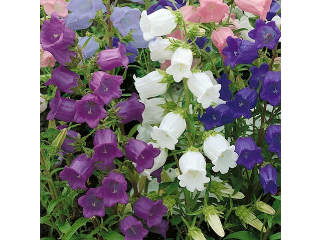 Campanula Medium Mix (12.000 semenki)