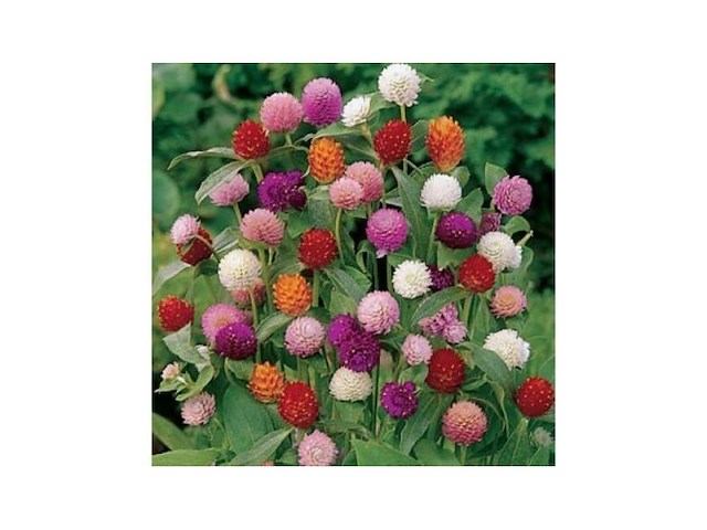 Gomphrena Globosa mix (150 semenki)
