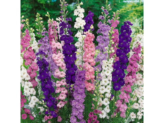 Delphinium mix - Speronela (250 semenki)
