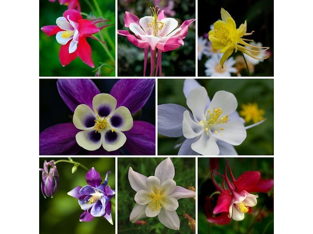 Kandilica mix (500 semenki) Aquilegia Columbine Mckanas
