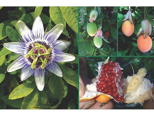 Passiflora Caerulea (25 semenki) Gospodinova kruna