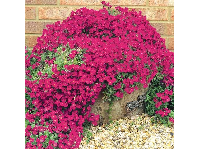 Aubretia Red - Crveni (400 semenki)