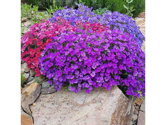 Aubretia Nana Compacta Mix (400 semenki)