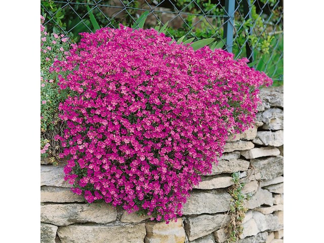 Aubretia PINK - ružičasti (400 semenki)